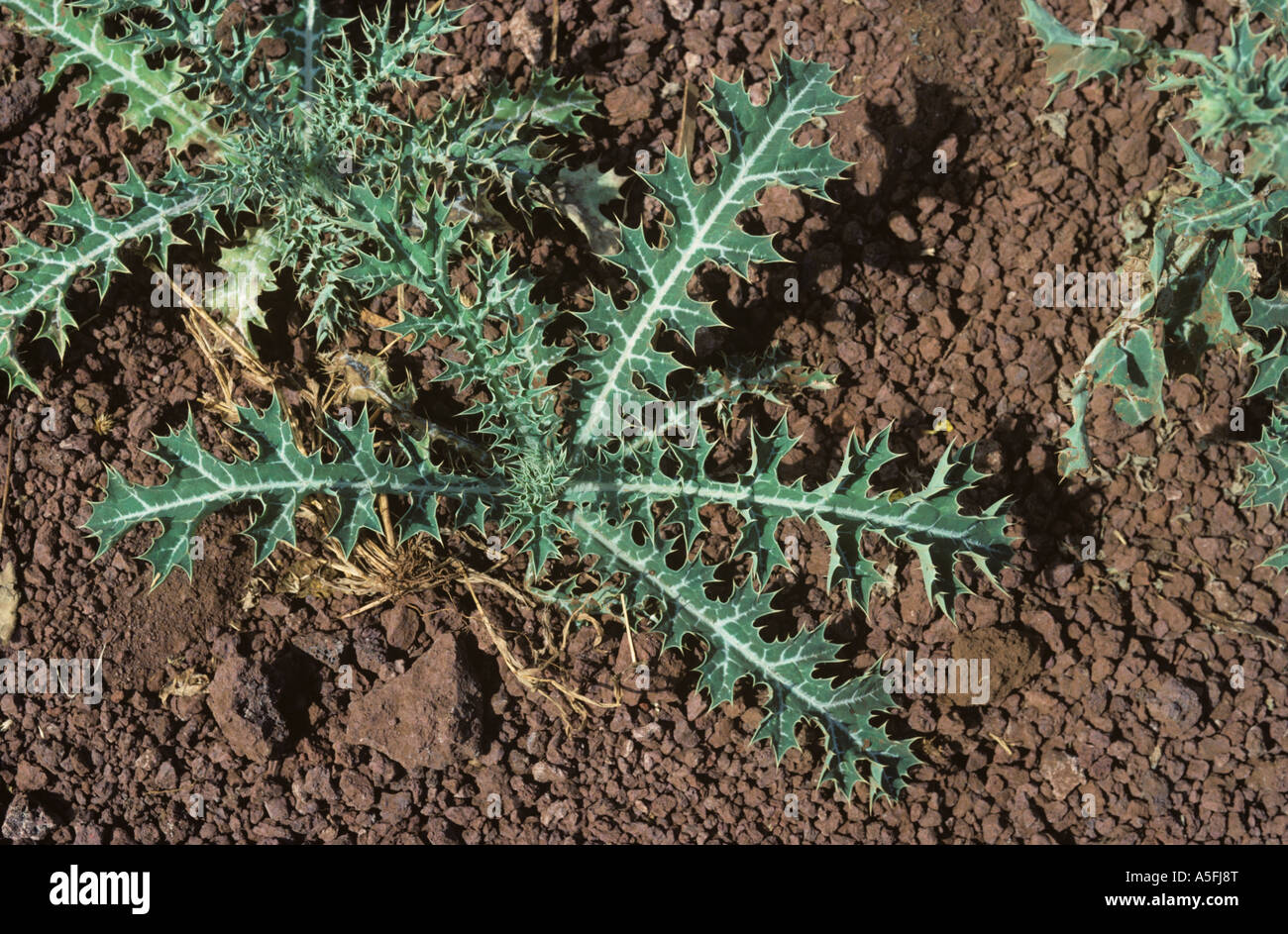 Young Mexican poppy Argemone mexicana plants Tanzania Stock Photo - Alamy