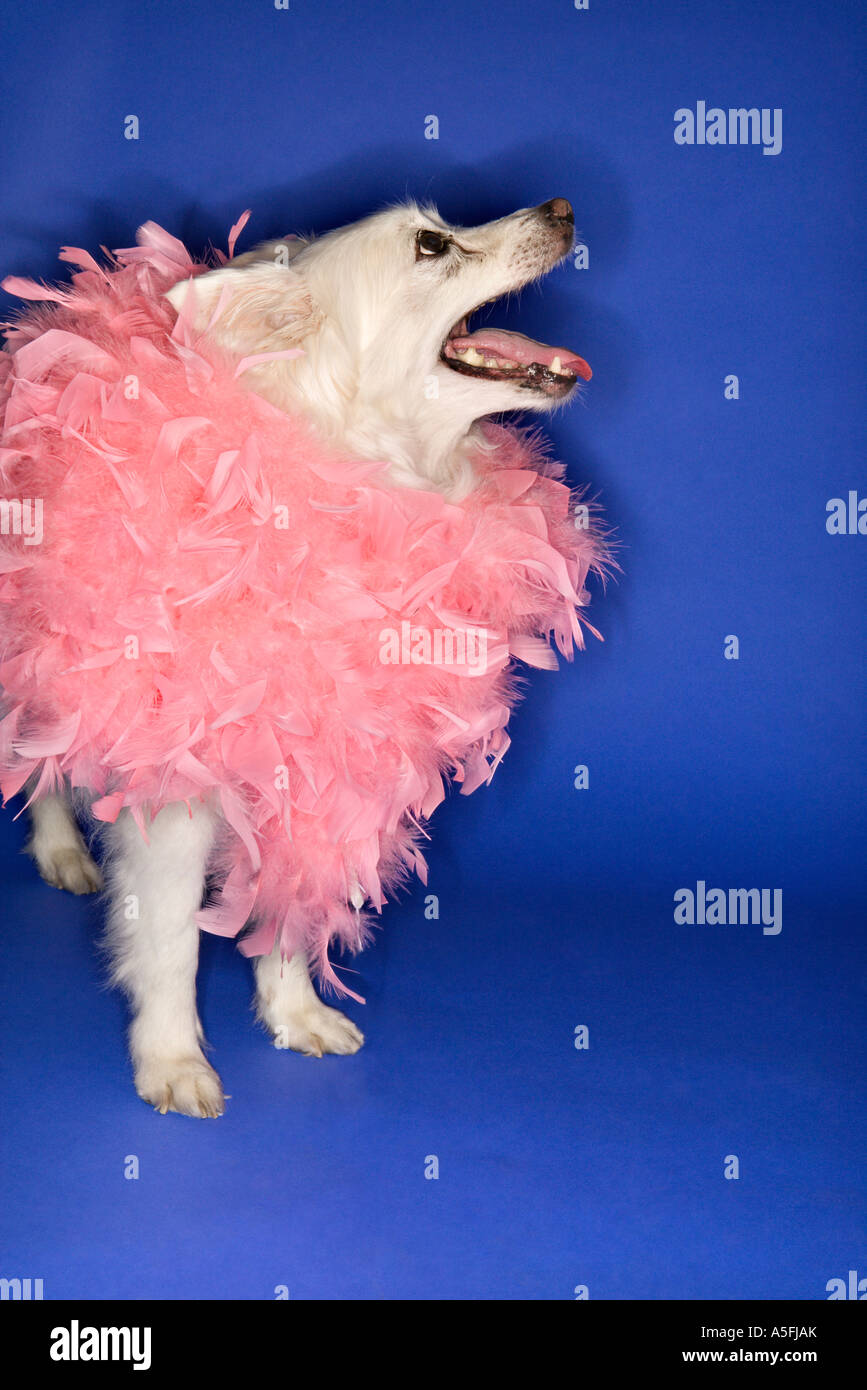 Fluffy white dog wearing pink feather boa Stock Photo - Alamy