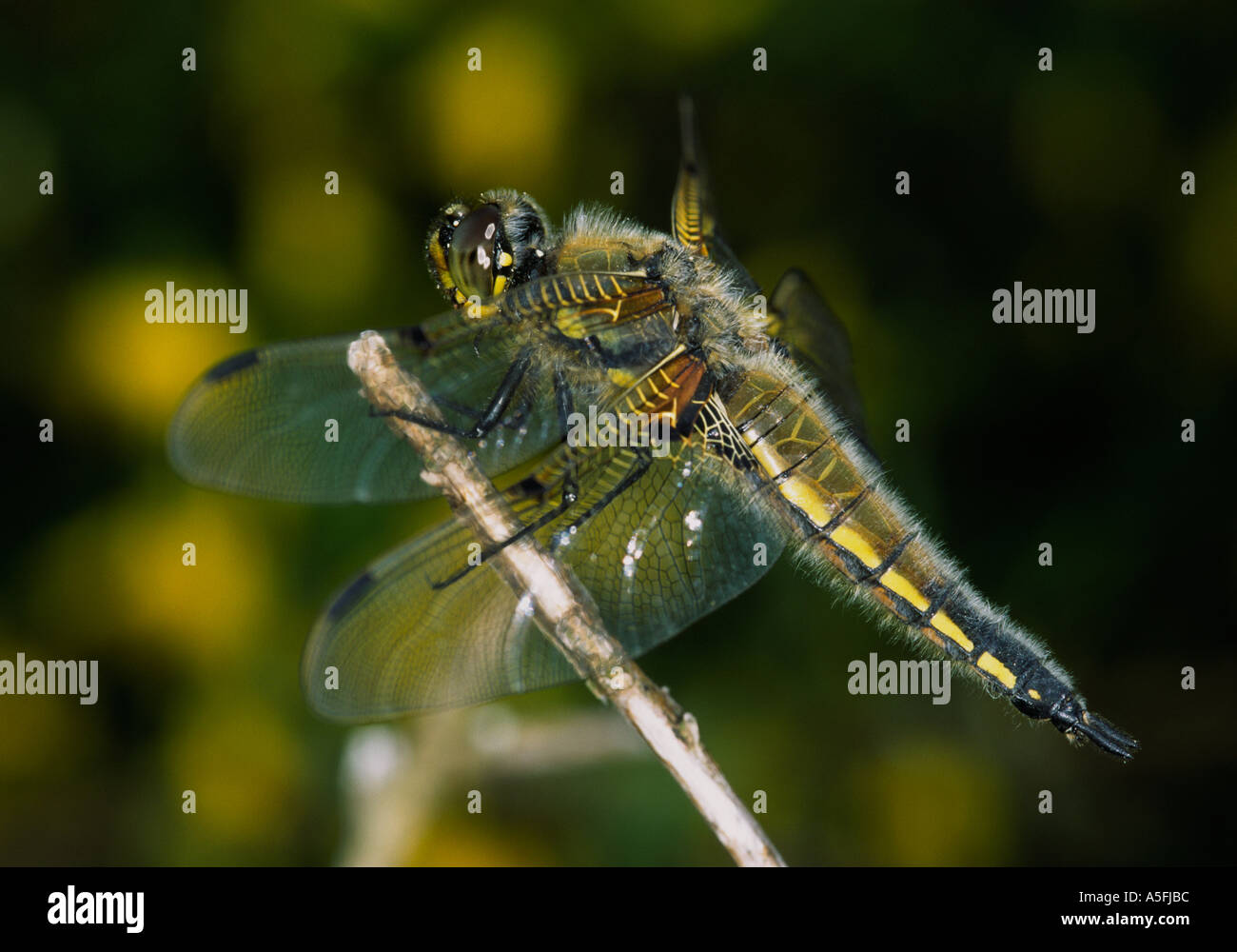 Four spotted Chaser or Skimmer Stock Photo - Alamy