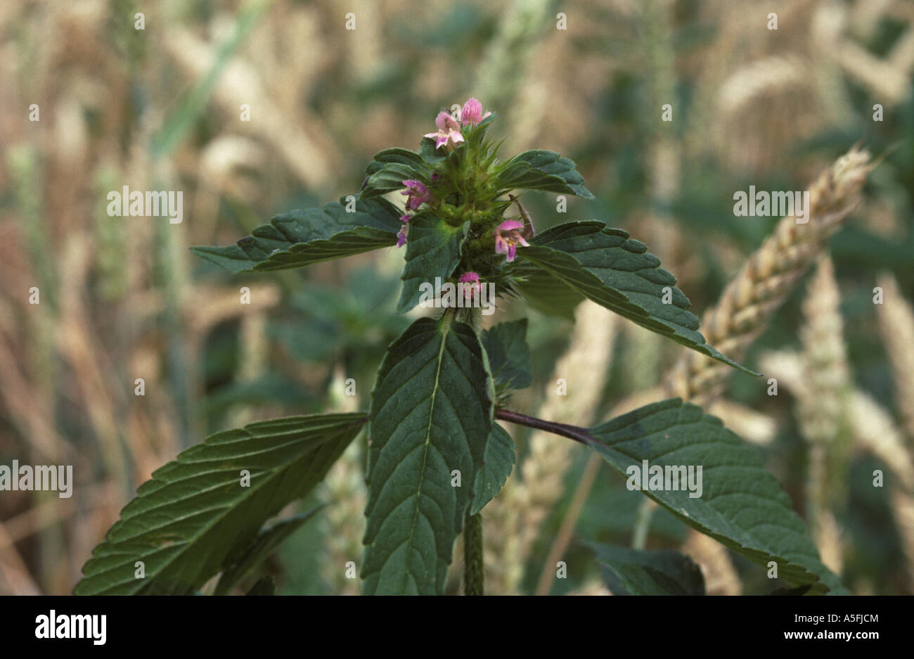 Splitlip hempnettle hi-res stock photography and images - Alamy
