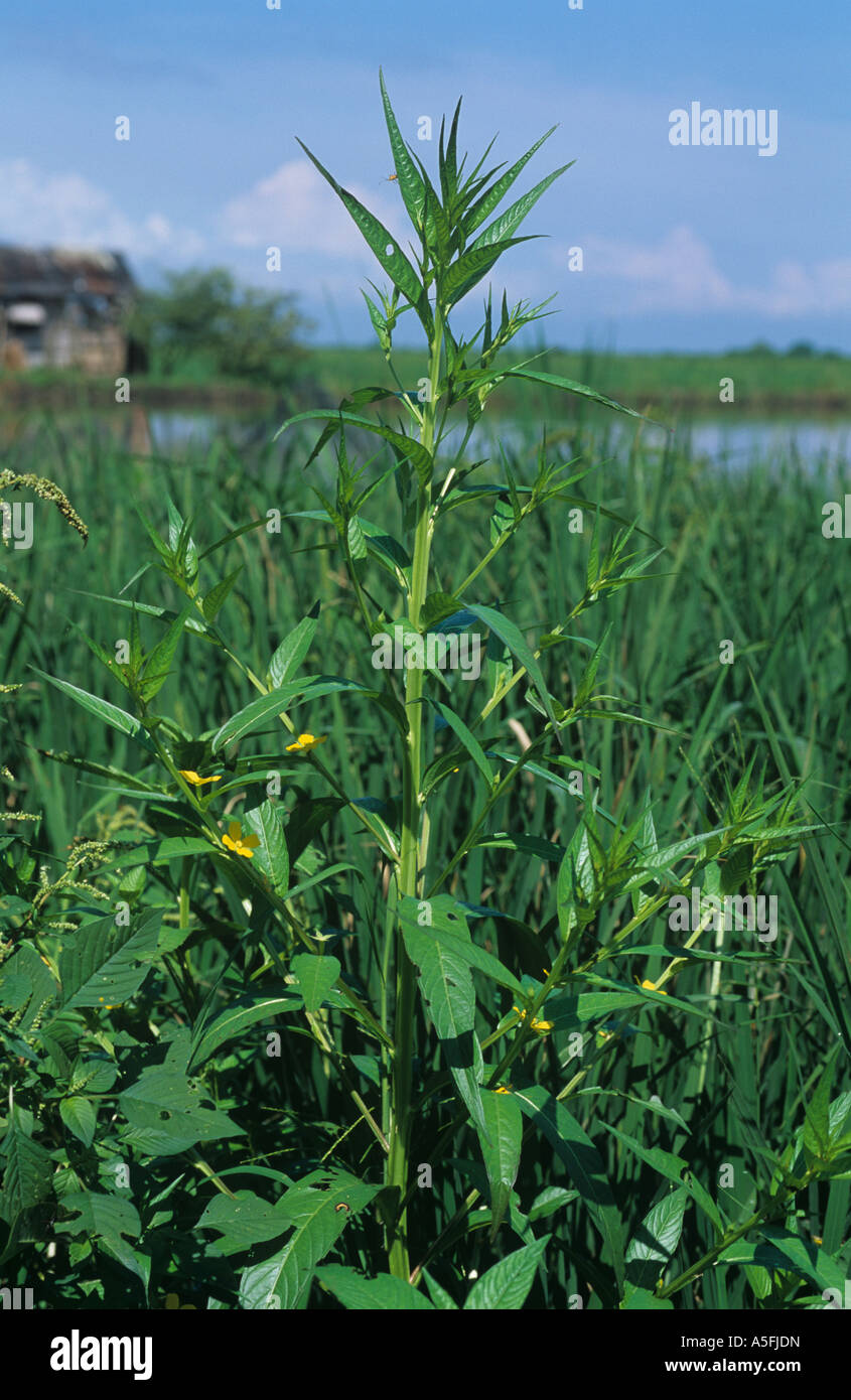 Water primrose Ludwigia spp flowering plant in a rice paddy Stock Photo ...