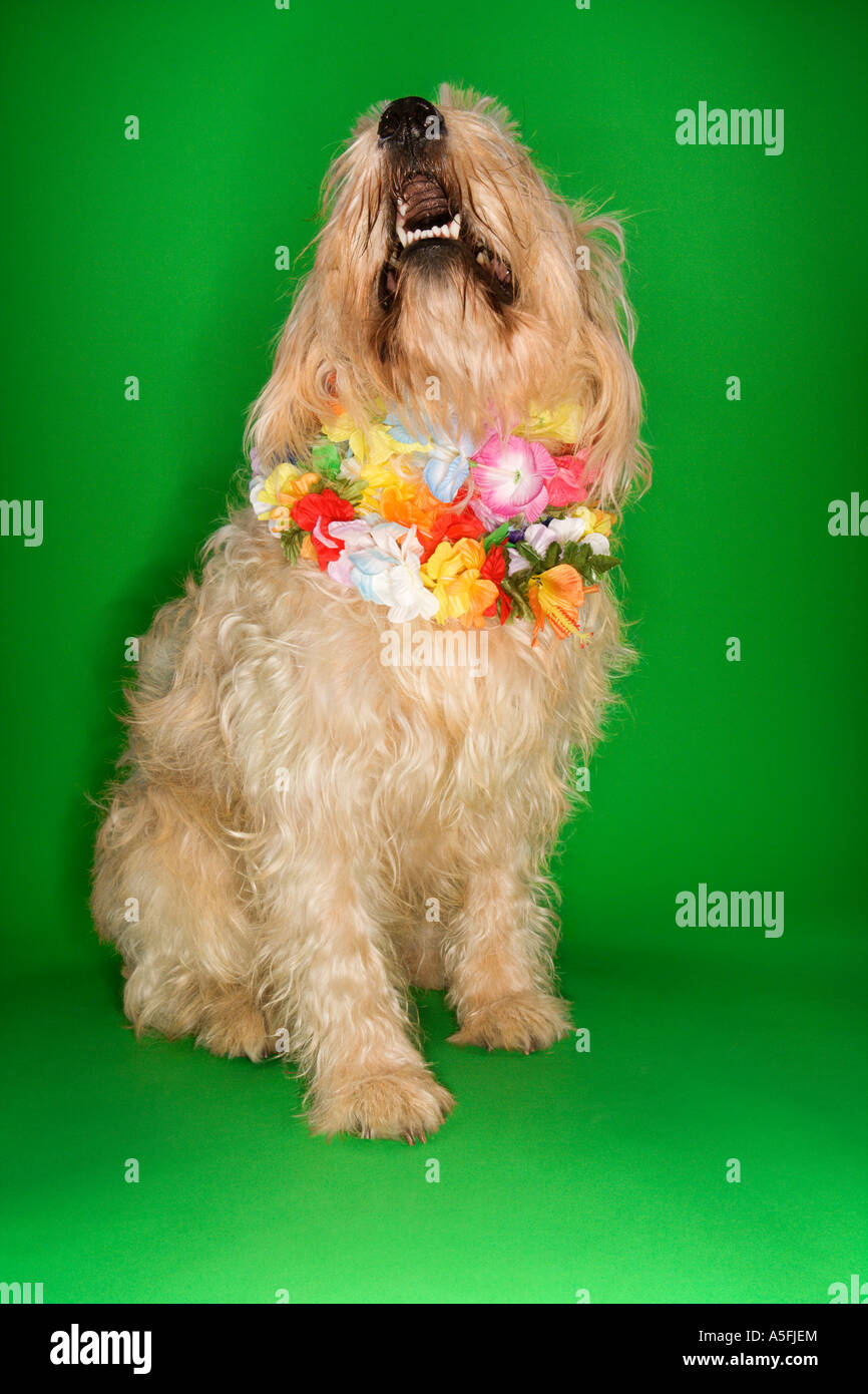 Fluffy dog sitting wearing lei Stock Photo - Alamy