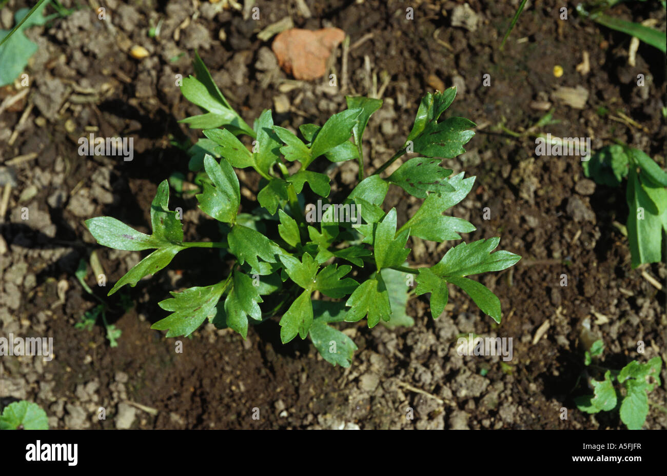 Corn buttercup Ranunculus arvensis young plant Stock Photo - Alamy