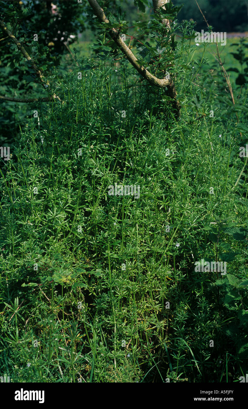 Cleavers Galium aparine rapidly growing plant covering a small tree ...