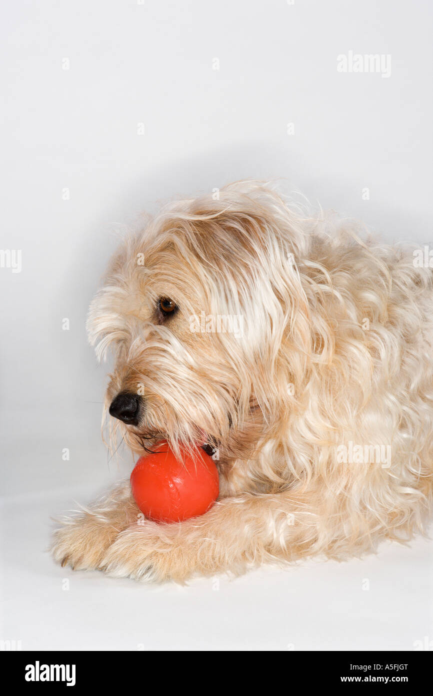 Fluffy brown dog playing with red ball Stock Photo - Alamy