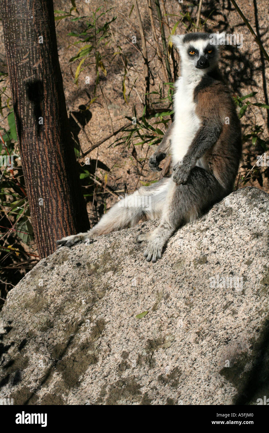 Ring tailed lemur grooming another on a rock, Anjaha Reserve near ...