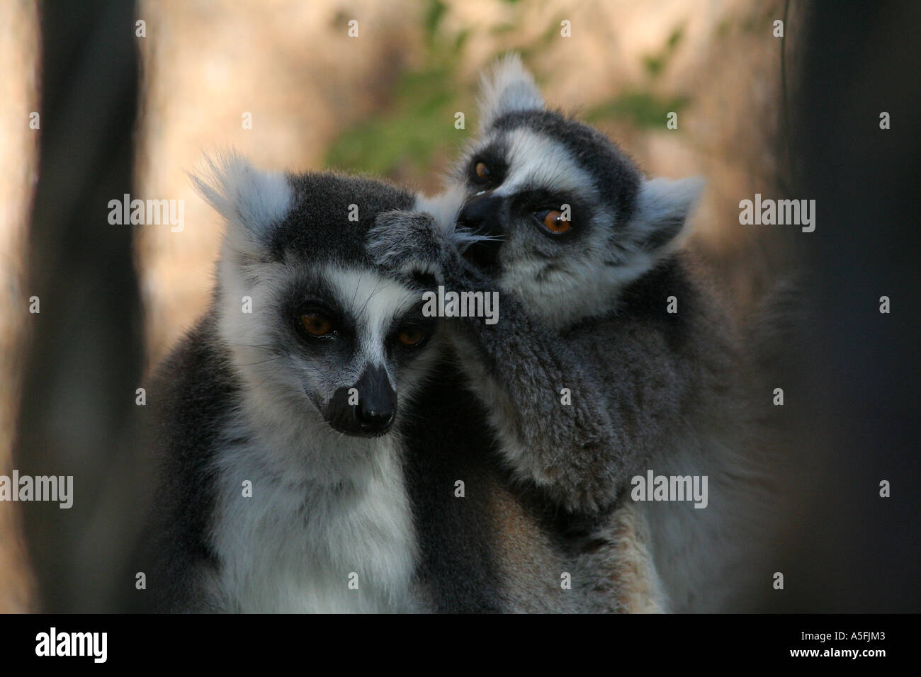 Ring tailed lemur grooming another on a rock, Anjaha Reserve near ...