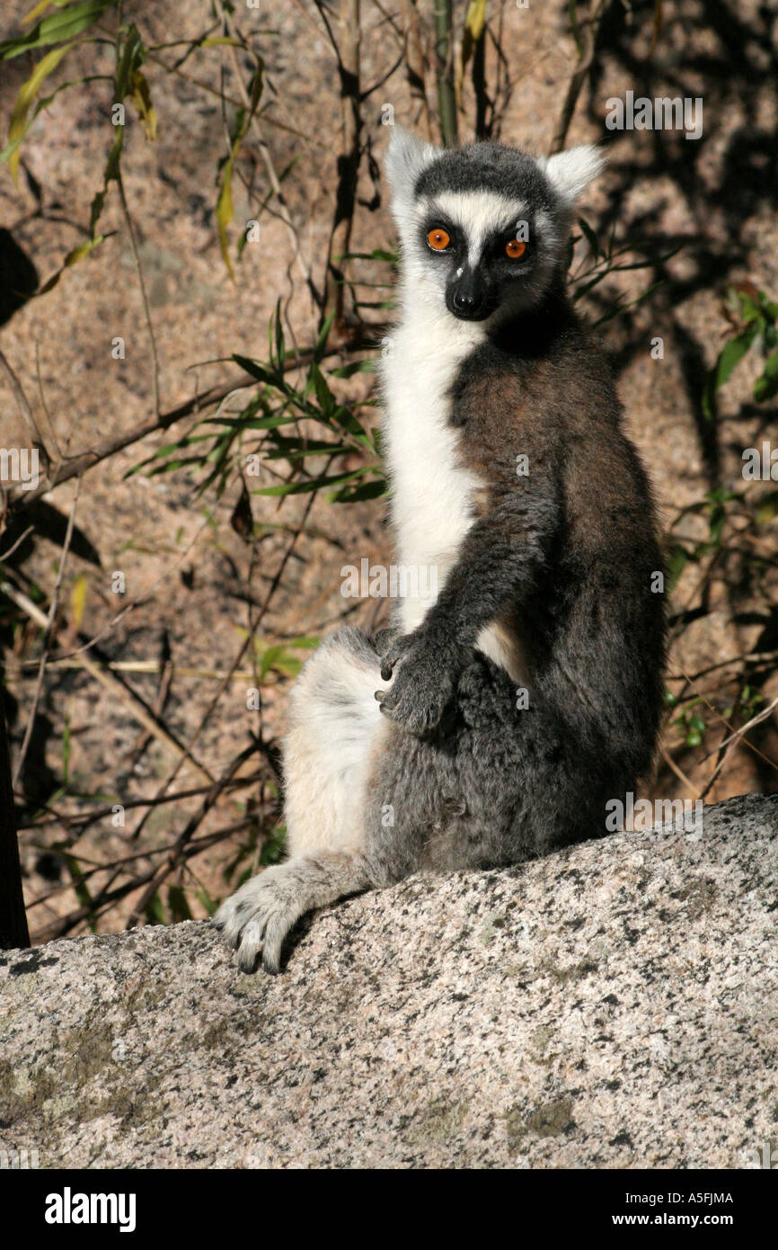 Ring tailed lemur grooming another on a rock, Anjaha Reserve near ...