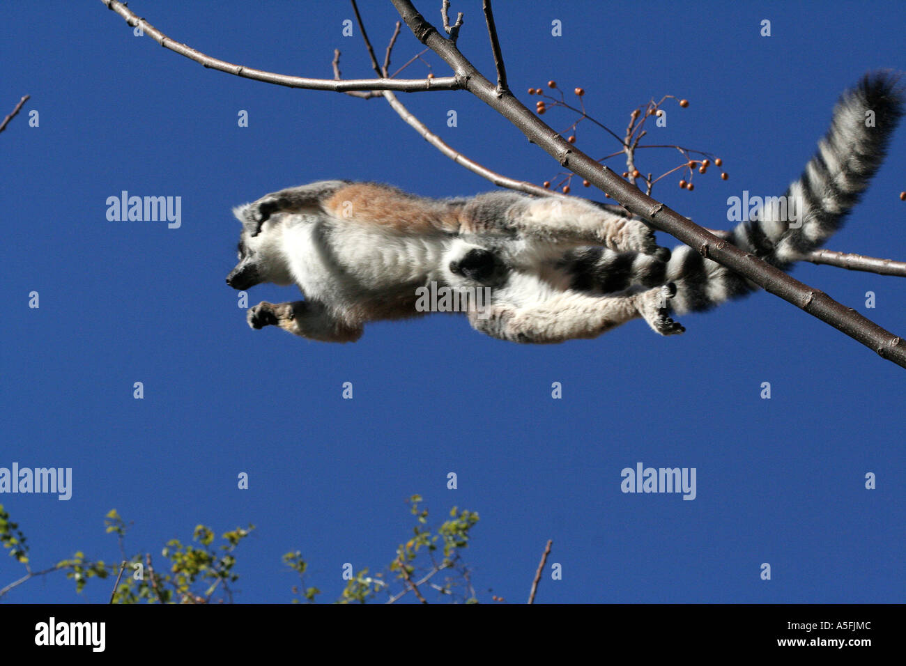 Ring Tailed Lemur Jumping