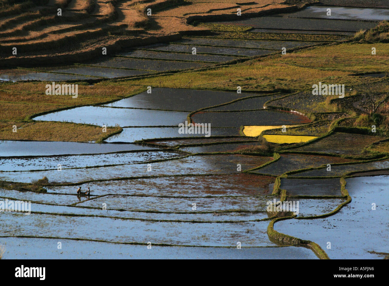 Rice paddies and terraces, Anjaha Reserve Madagascar Africa Stock Photo ...