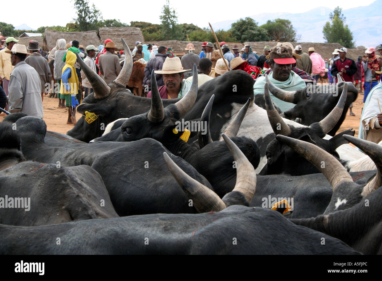 Ambalavao, Madagascar, Zebu market Stock Photo - Alamy