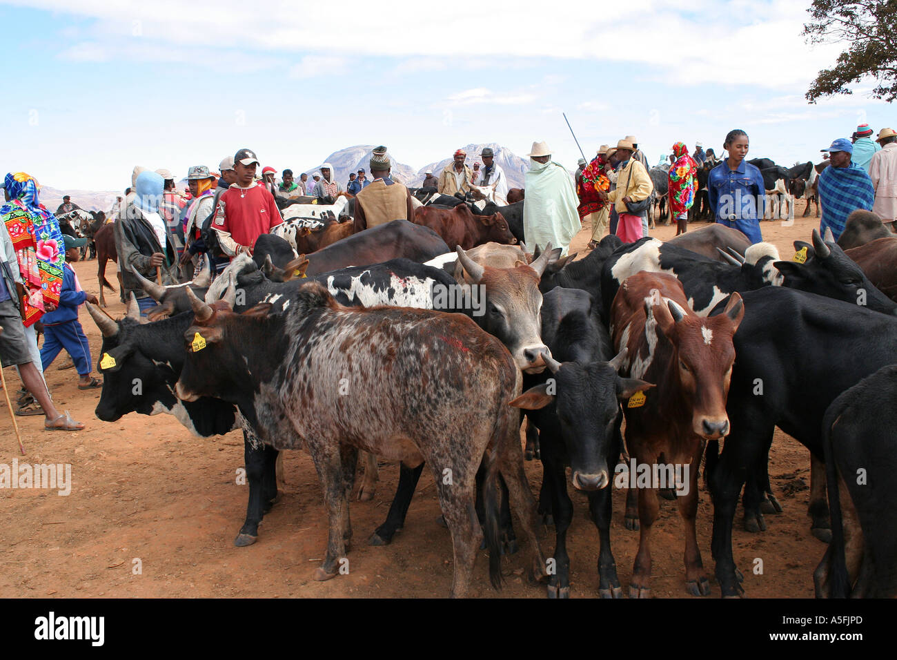 Zebu market hi-res stock photography and images - Alamy