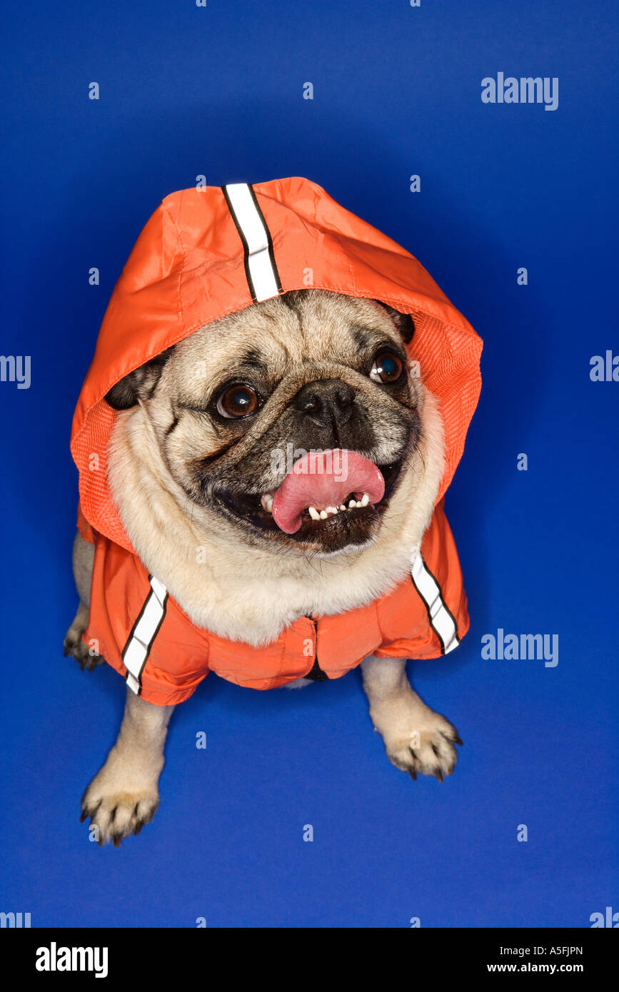 Pug wearing hoodie jacket Stock Photo - Alamy
