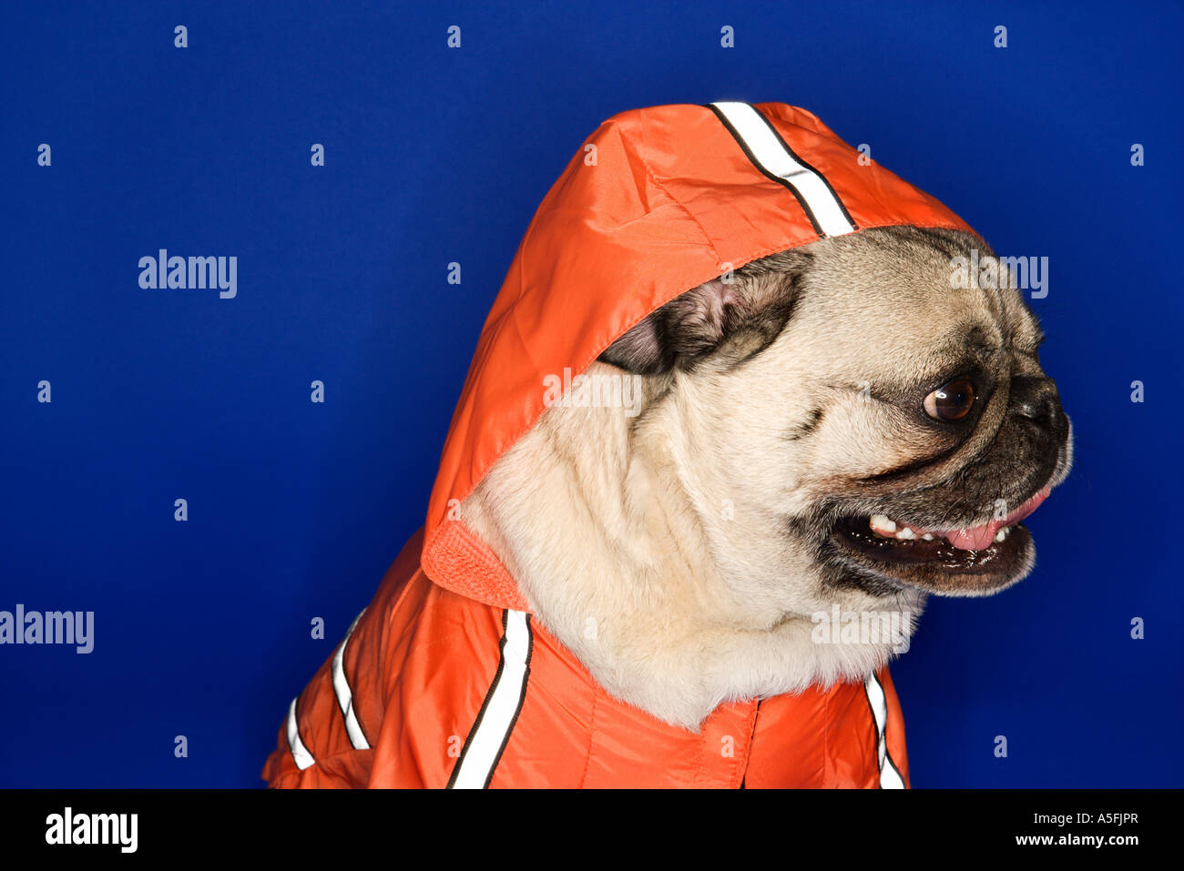 Pug wearing hoodie jacket Stock Photo - Alamy
