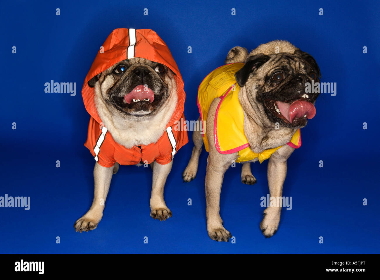 Pug wearing hoodie jacket Stock Photo - Alamy