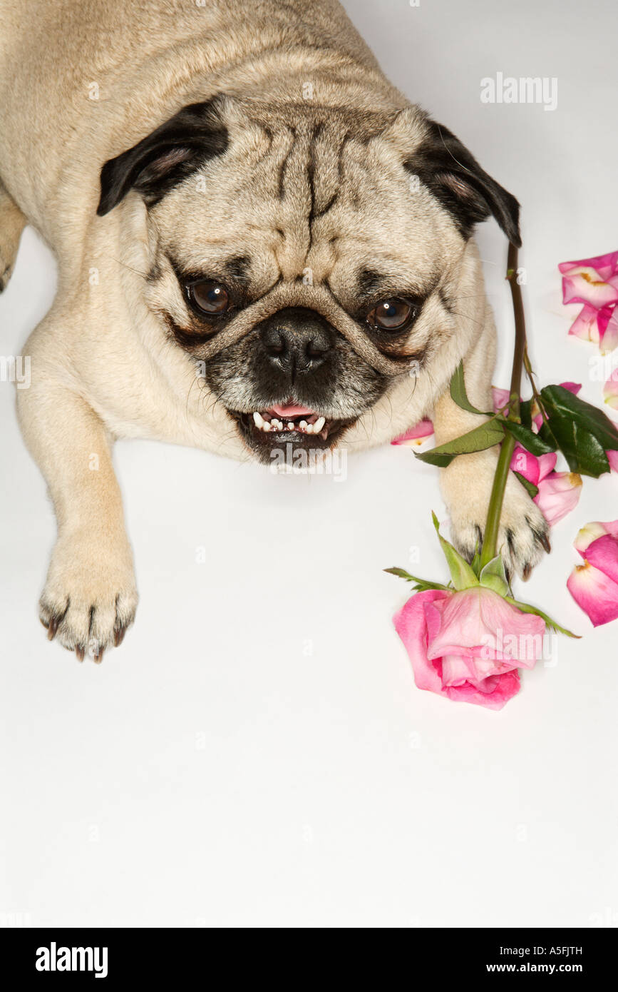 Pug dog with roses Stock Photo - Alamy