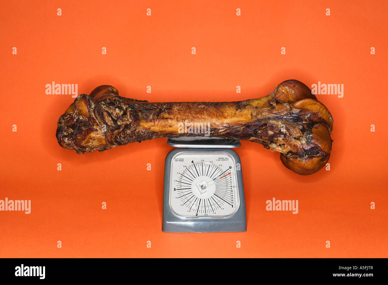 Large bone on scale Stock Photo - Alamy