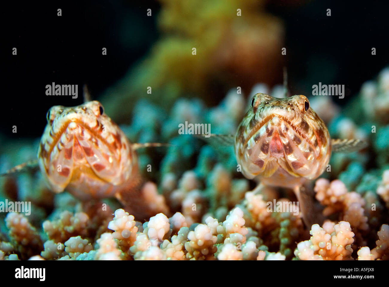 Two Reef Lizardfish SYNODUS VARIEGATUS in the Red Sea near Sharm el ...