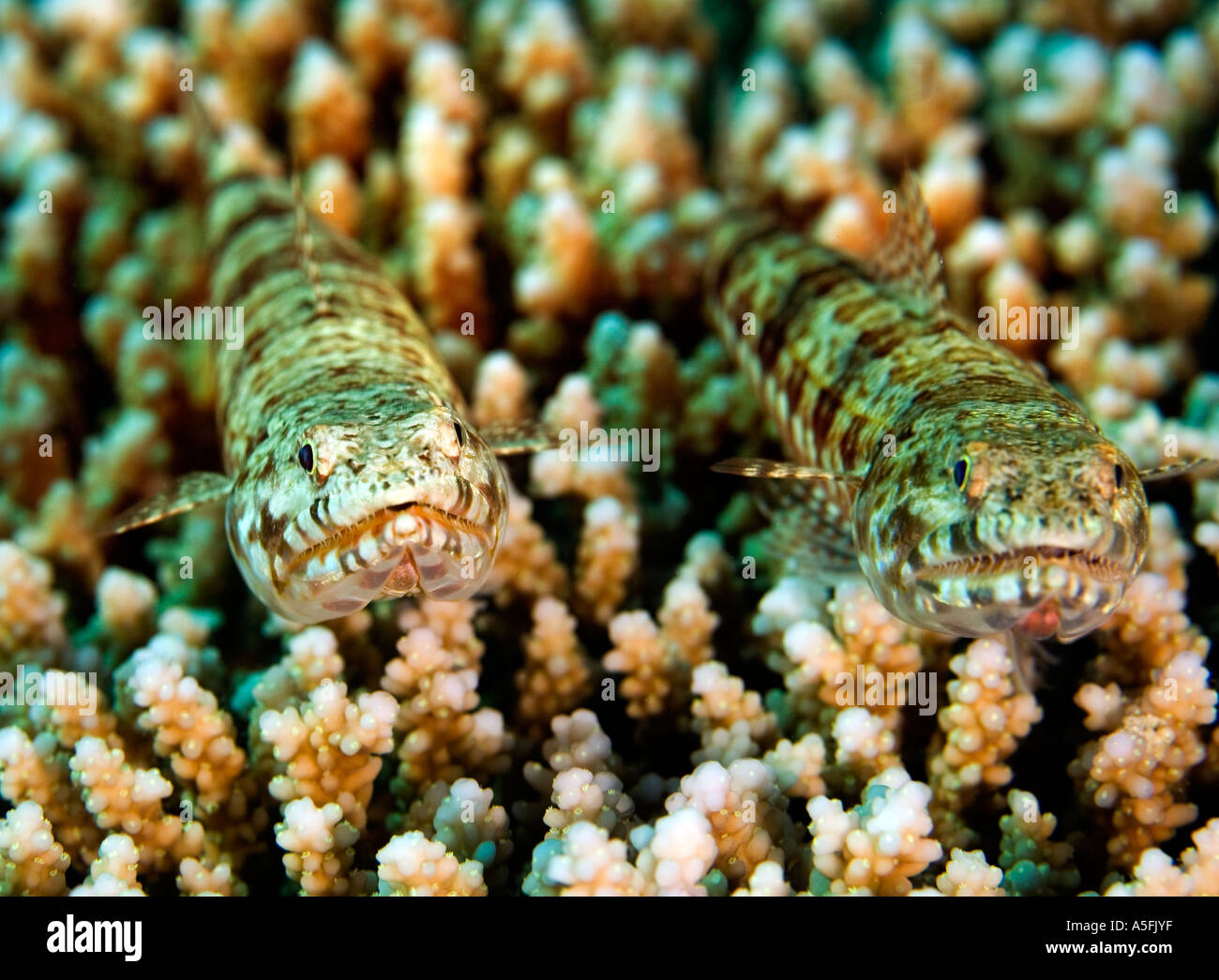 Two Reef Lizardfish SYNODUS VARIEGATUS in the Red Sea near Sharm el ...
