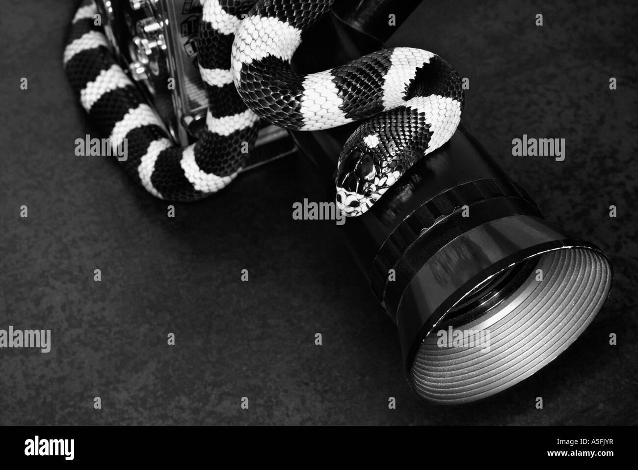 California Kingsnake wrapped around old movie camera lens Stock Photo ...