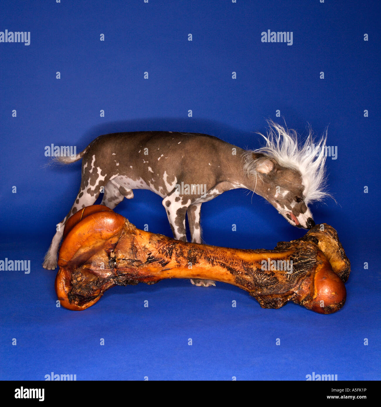 Big And Small And Contrast, Dog High Resolution Stock Photography and ...