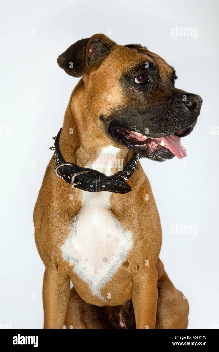 Boxer dog portrait Stock Photo - Alamy