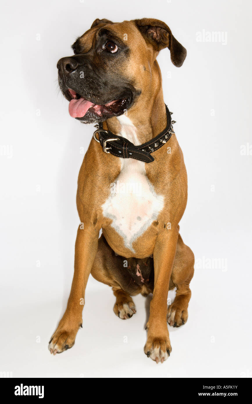 Boxer dog portrait Stock Photo - Alamy