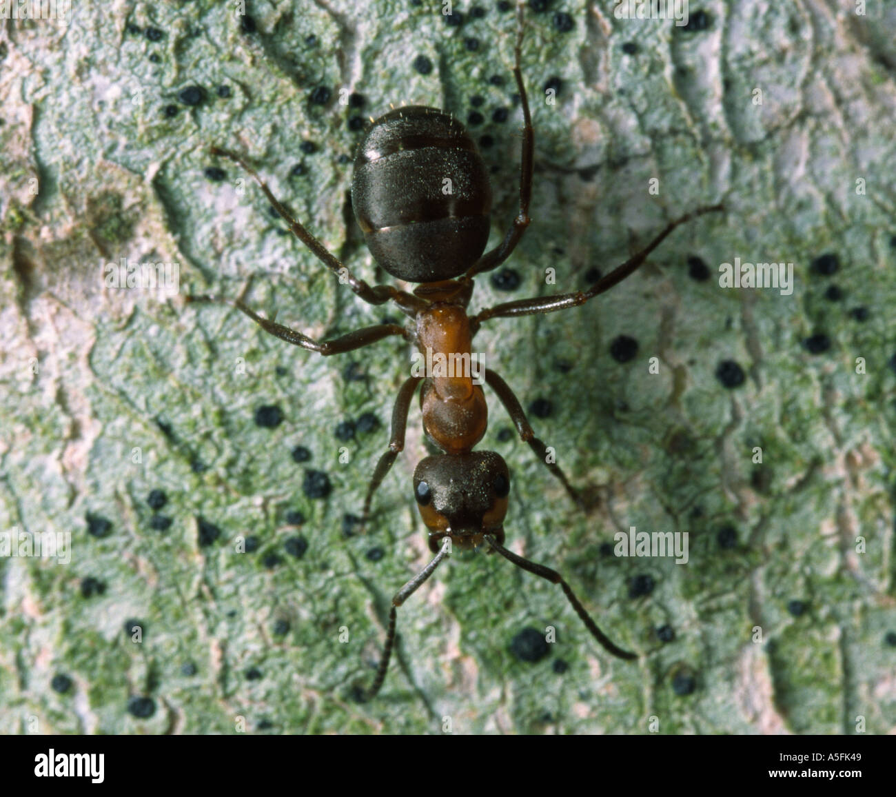 6 legs ant hi-res stock photography and images - Alamy