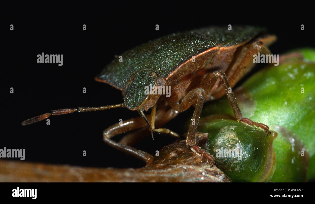Legs shield hi-res stock photography and images - Alamy