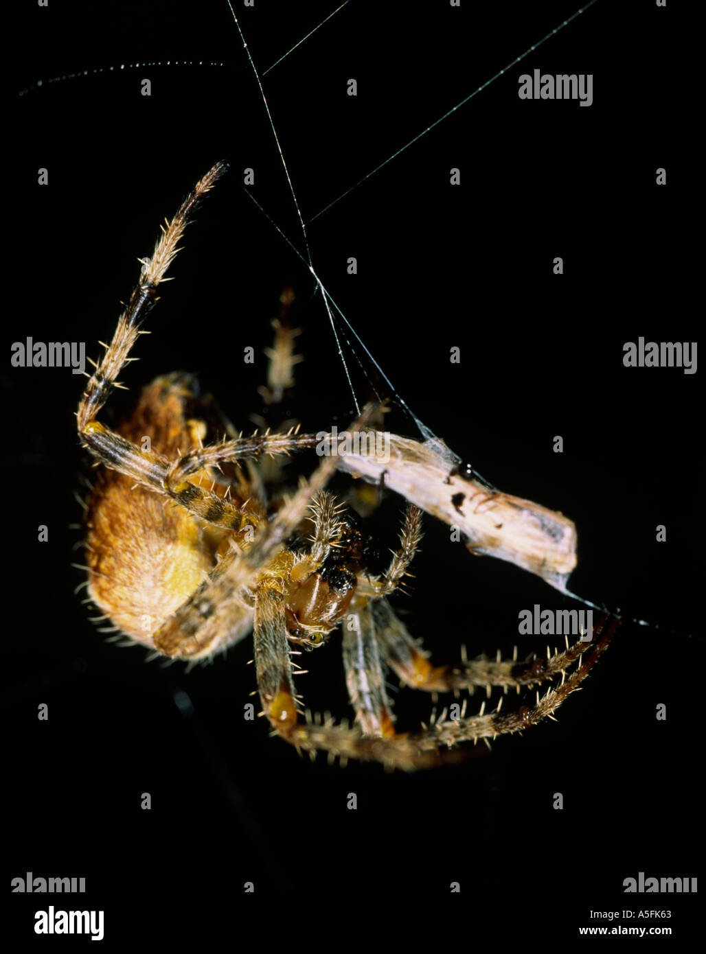 Cross spider with prey Stock Photo - Alamy