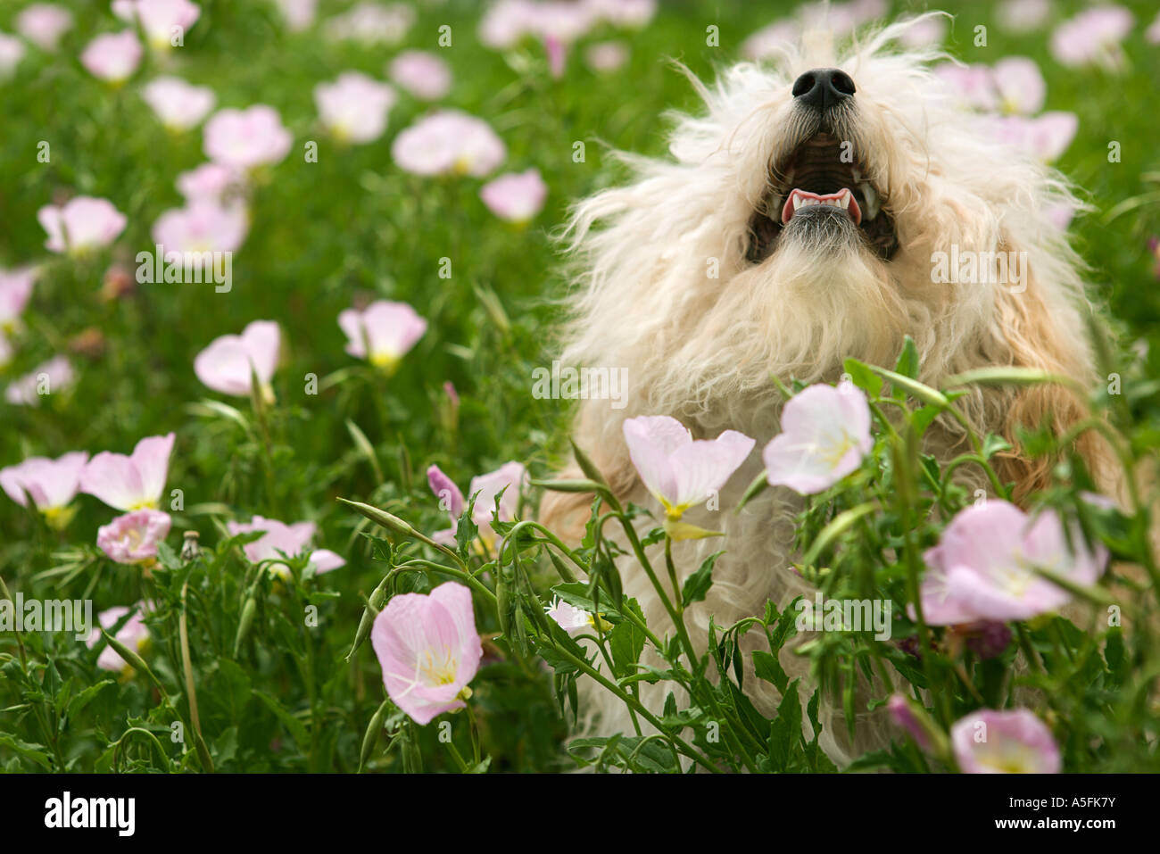 Fluffy small dog in flower field Stock Photo - Alamy