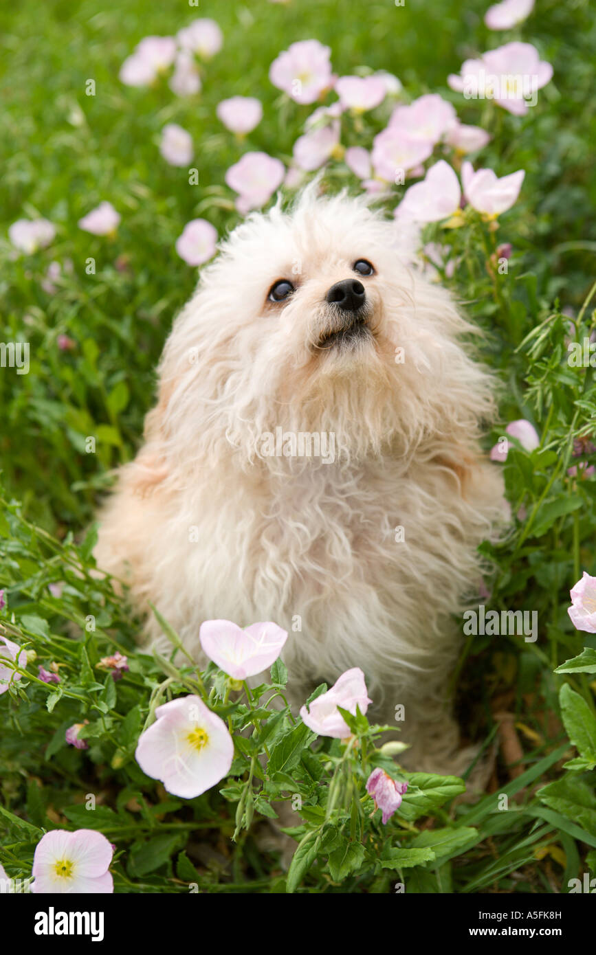 Dog in flower hi-res stock photography and images - Alamy