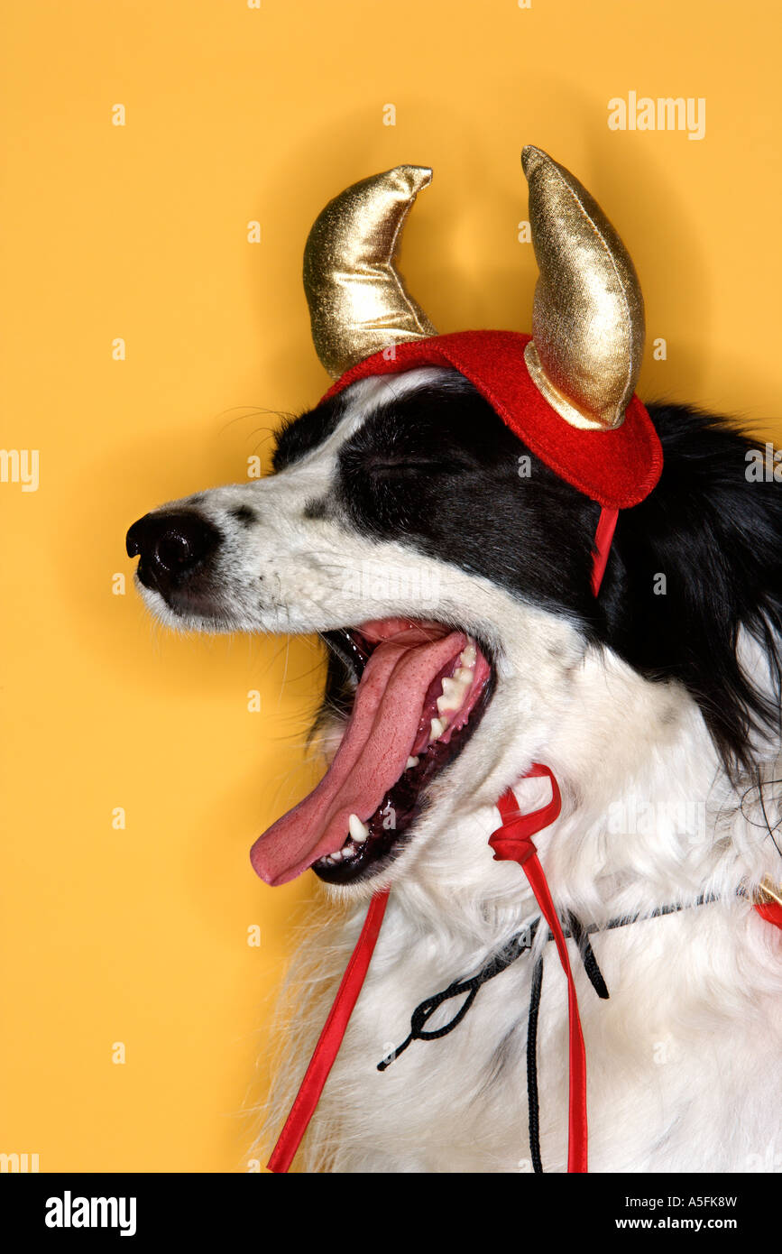 Border Collie in Devil costume yawning Stock Photo - Alamy