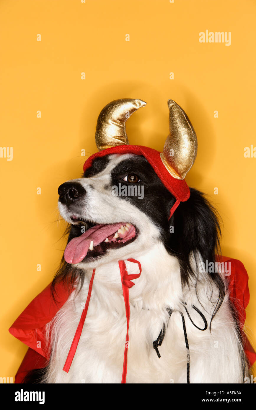Border Collie in Devil costume Stock Photo - Alamy