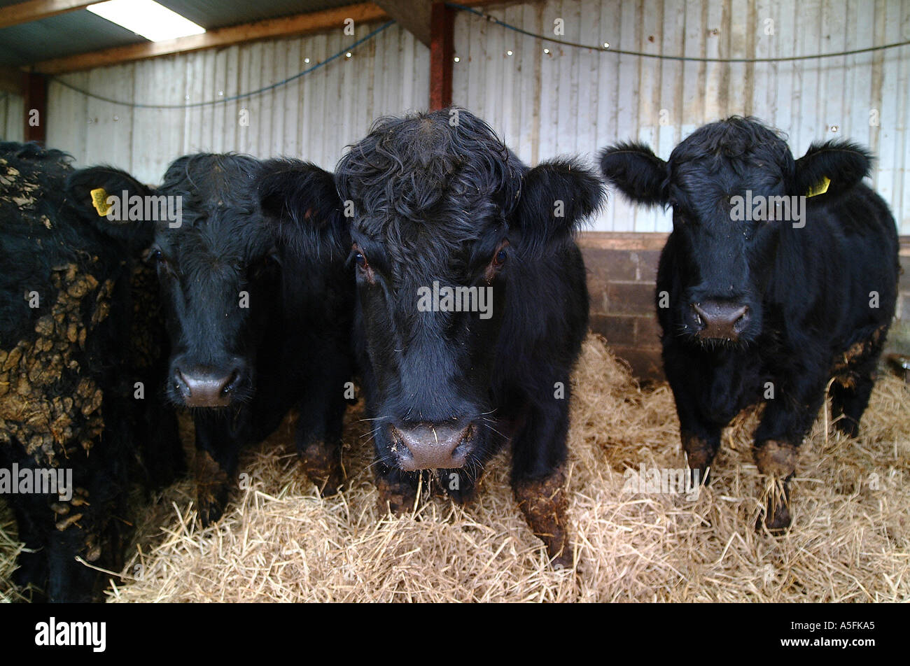 Welsh cows hi-res stock photography and images - Alamy