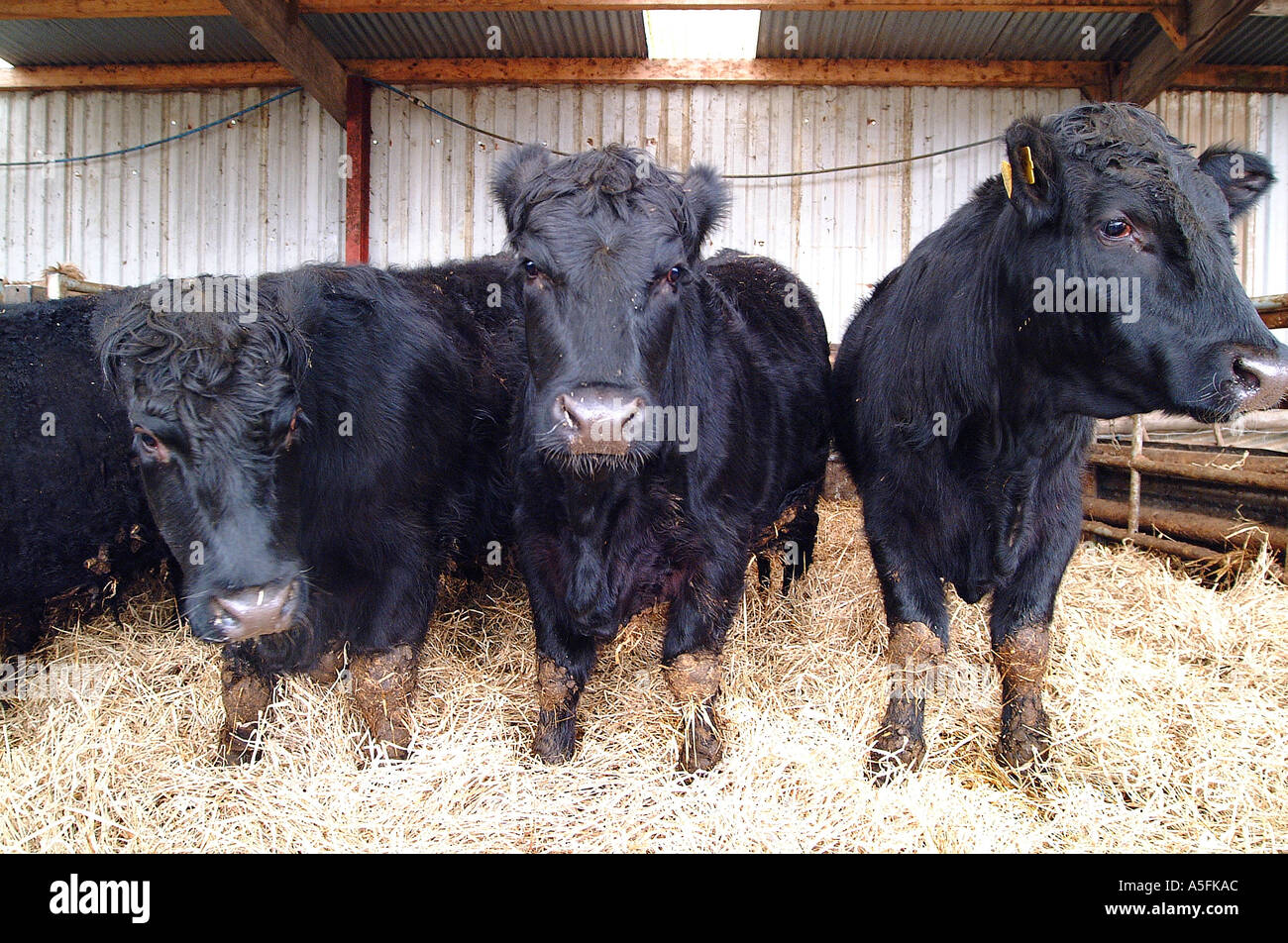 Welsh cows hi-res stock photography and images - Alamy