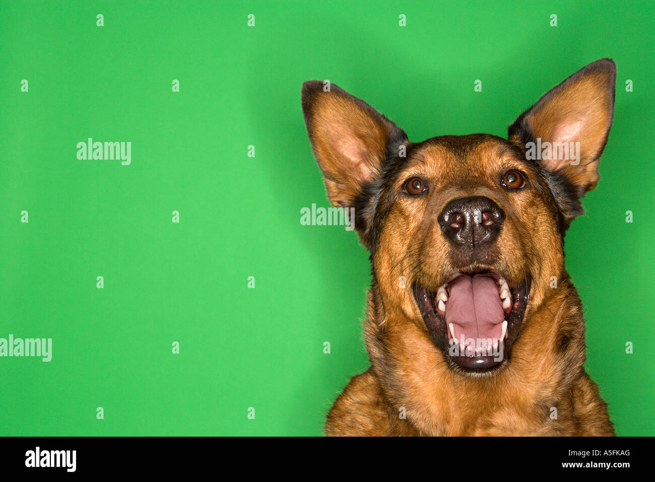 Mixed breed brown dog smiling Stock Photo - Alamy