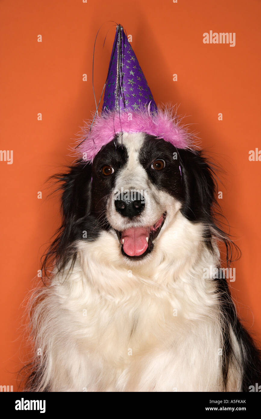 Black and white Border Collie mix dog wearing party hat Stock Photo - Alamy