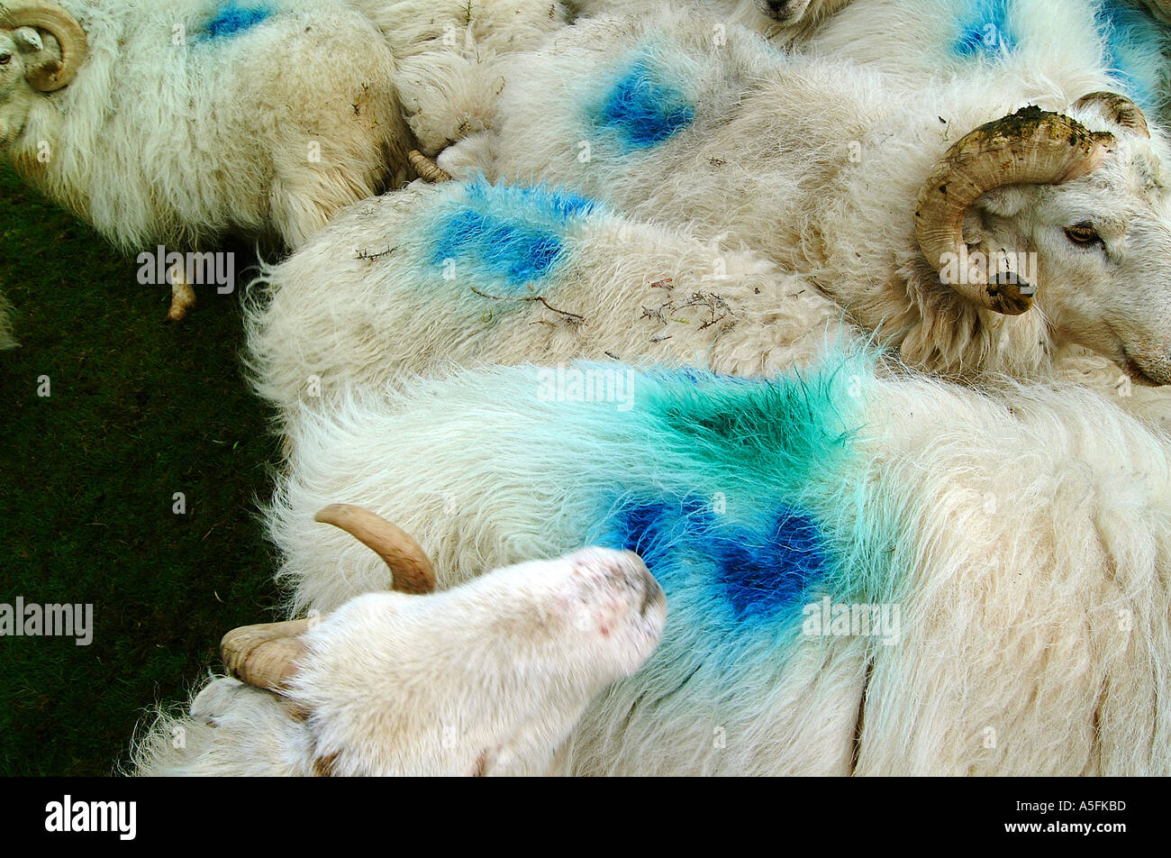 Sheep welsh horns hi-res stock photography and images - Alamy