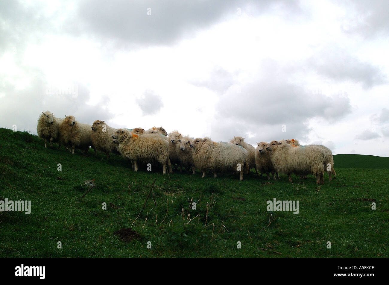 Sheep welsh horns hi-res stock photography and images - Alamy