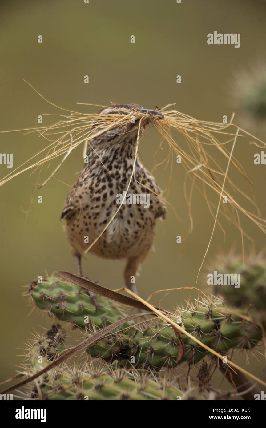 Cactus wren nest hi-res stock photography and images - Alamy