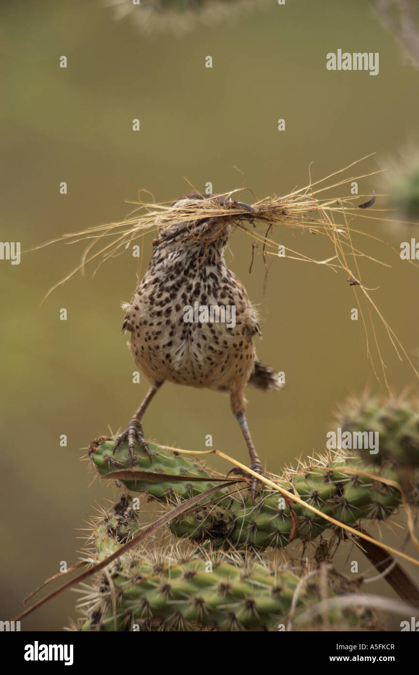 Cactus wren nest hi-res stock photography and images - Alamy