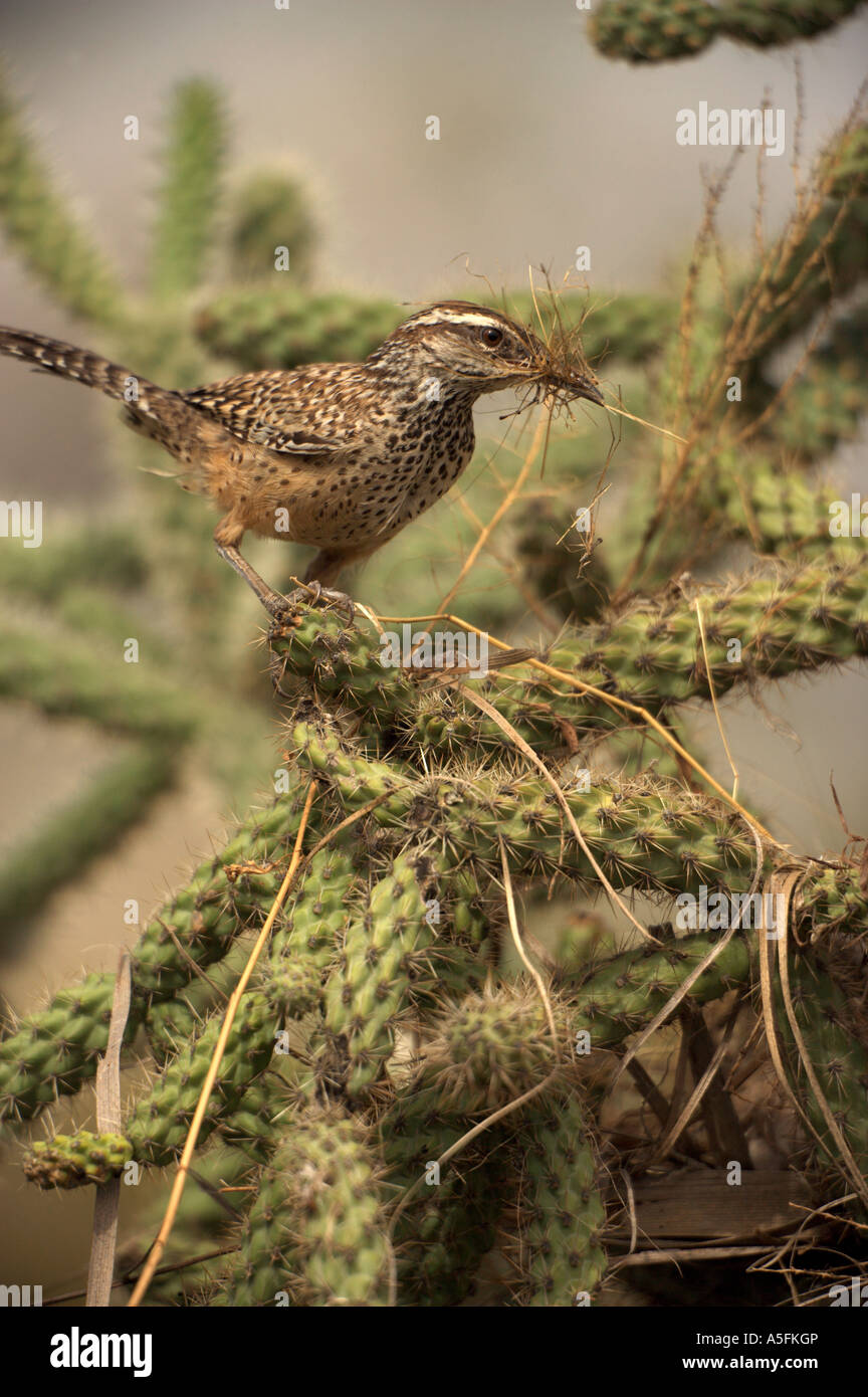 Cactus wren nest hi-res stock photography and images - Alamy