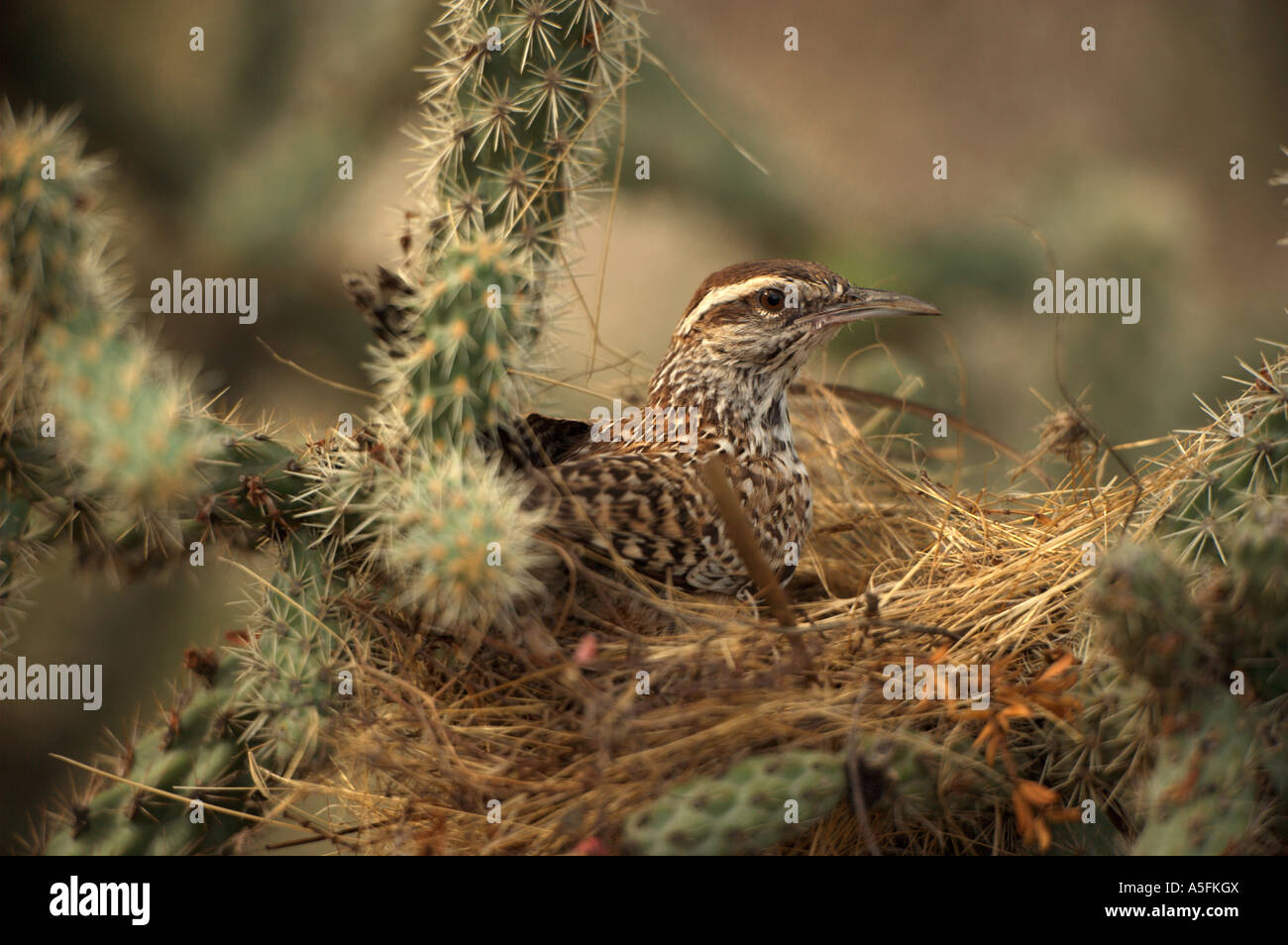 Cactus wren nest hi-res stock photography and images - Alamy
