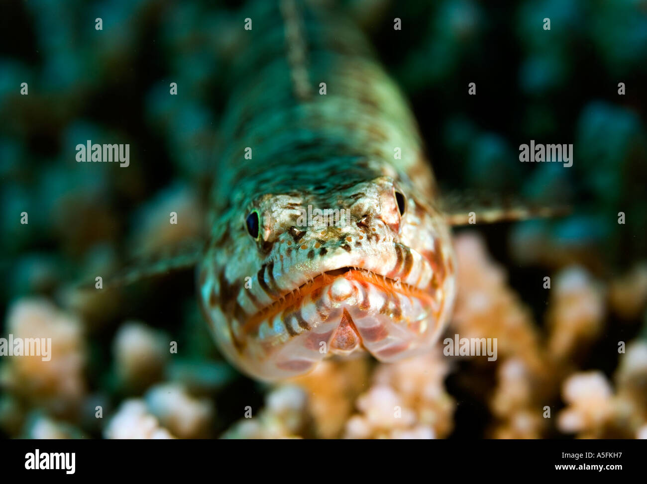 A Reef Lizardfish SYNODUS VARIEGATUS in the Red Sea near Sharm el ...