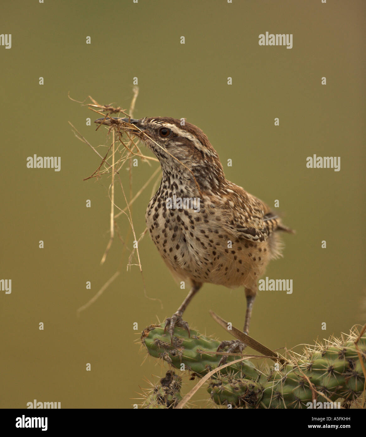 Cactus Wren Campylorhnchus brunneicapillus Arizona Stock Photo - Alamy