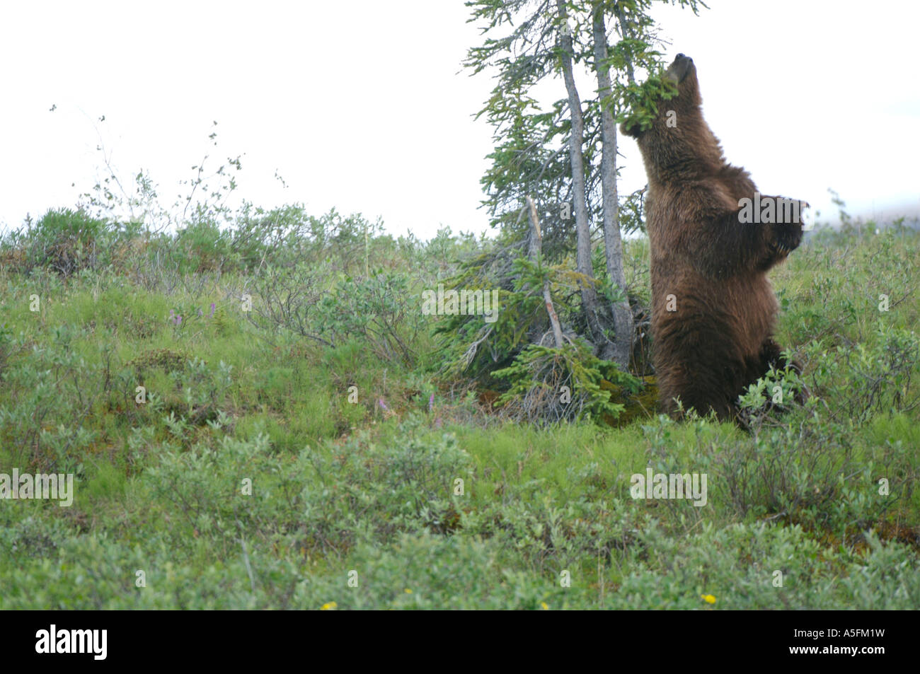 Grizzly Bear at Muskeg Creek area, Firth River. Ivvavik National Park ...