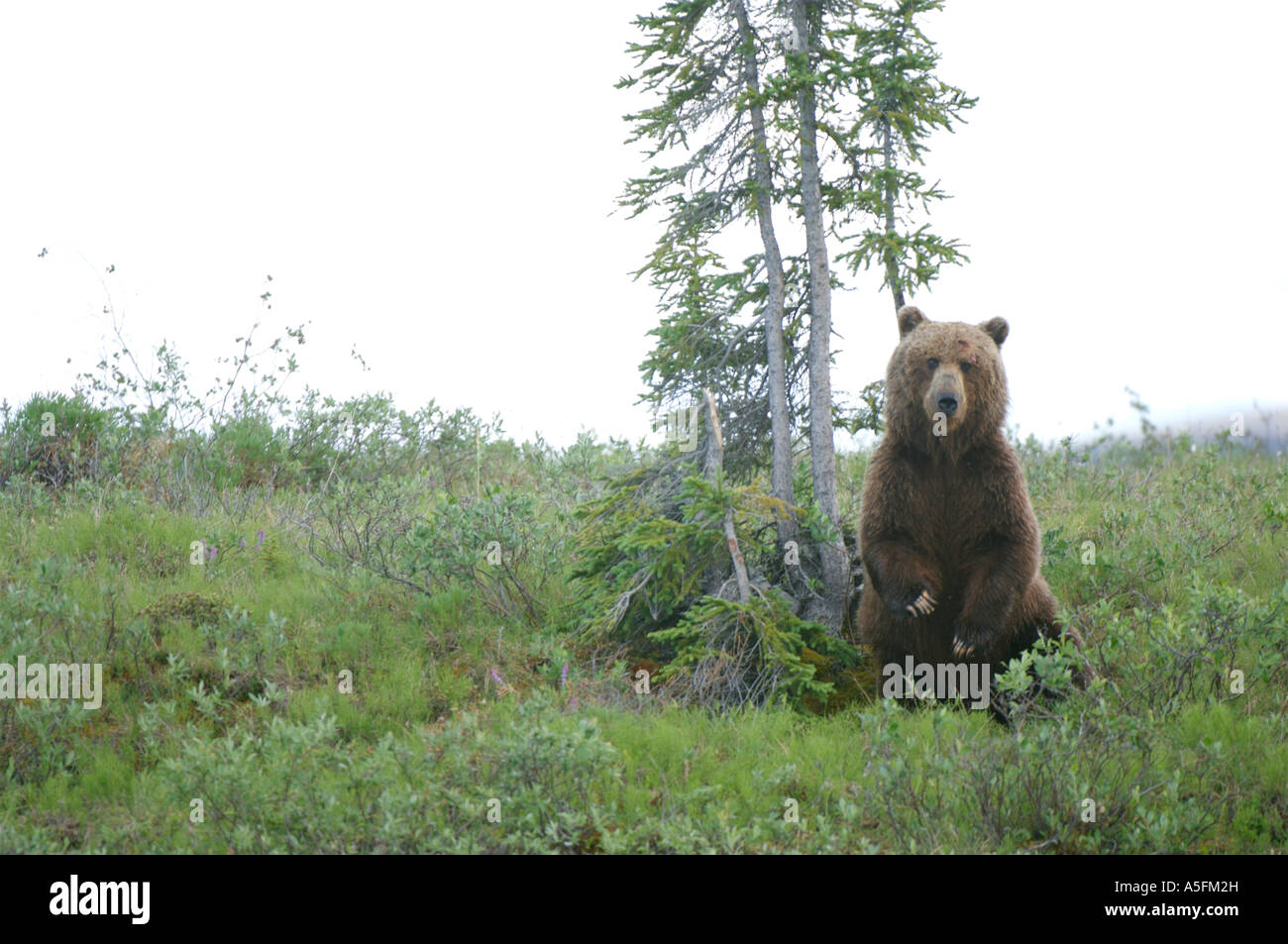 Grizzly Bear at Muskeg Creek area, Firth River. Ivvavik National Park ...