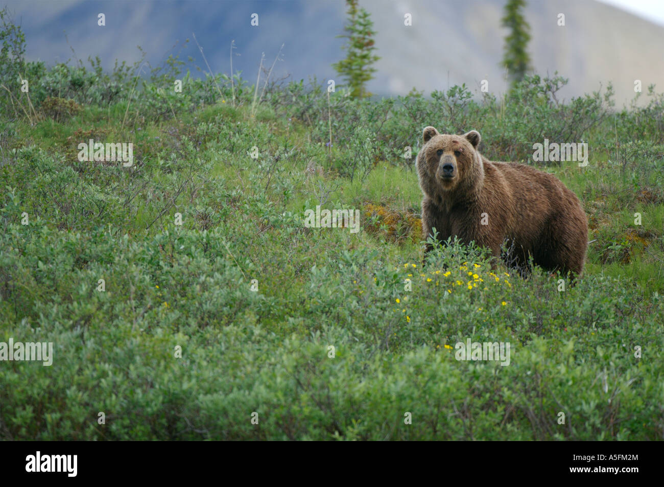 Grizzly Bear at Muskeg Creek area, Firth River. Ivvavik National Park ...