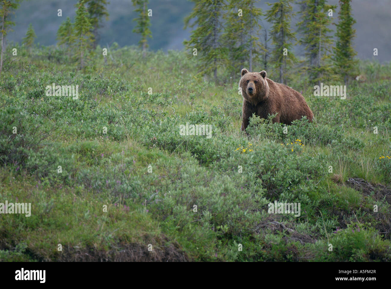 Grizzly Bear at Muskeg Creek area, Firth River. Ivvavik National Park ...